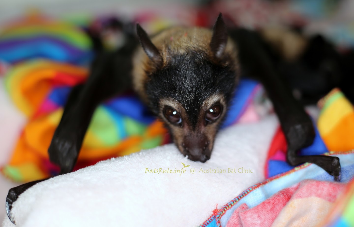 Rehab | Cairns Qld Megabat babies Spectacled in care, Pteropus ...