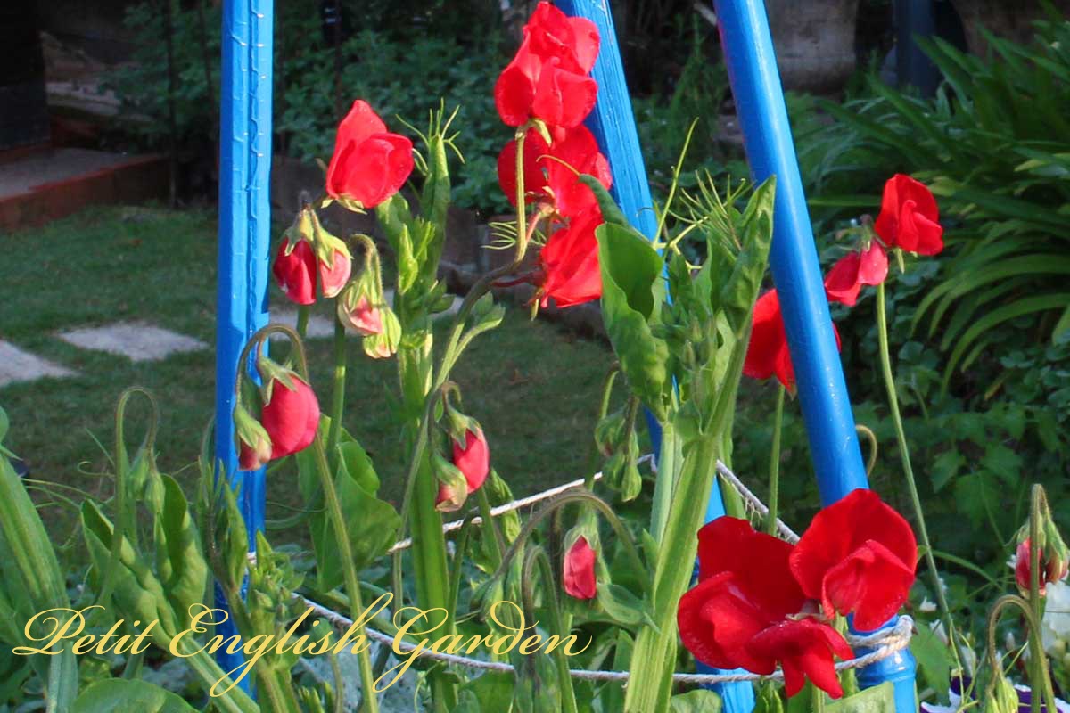 Petit English Garden of MARPLE & POIROT: RED SWEETPEA (赤いスイートピー)