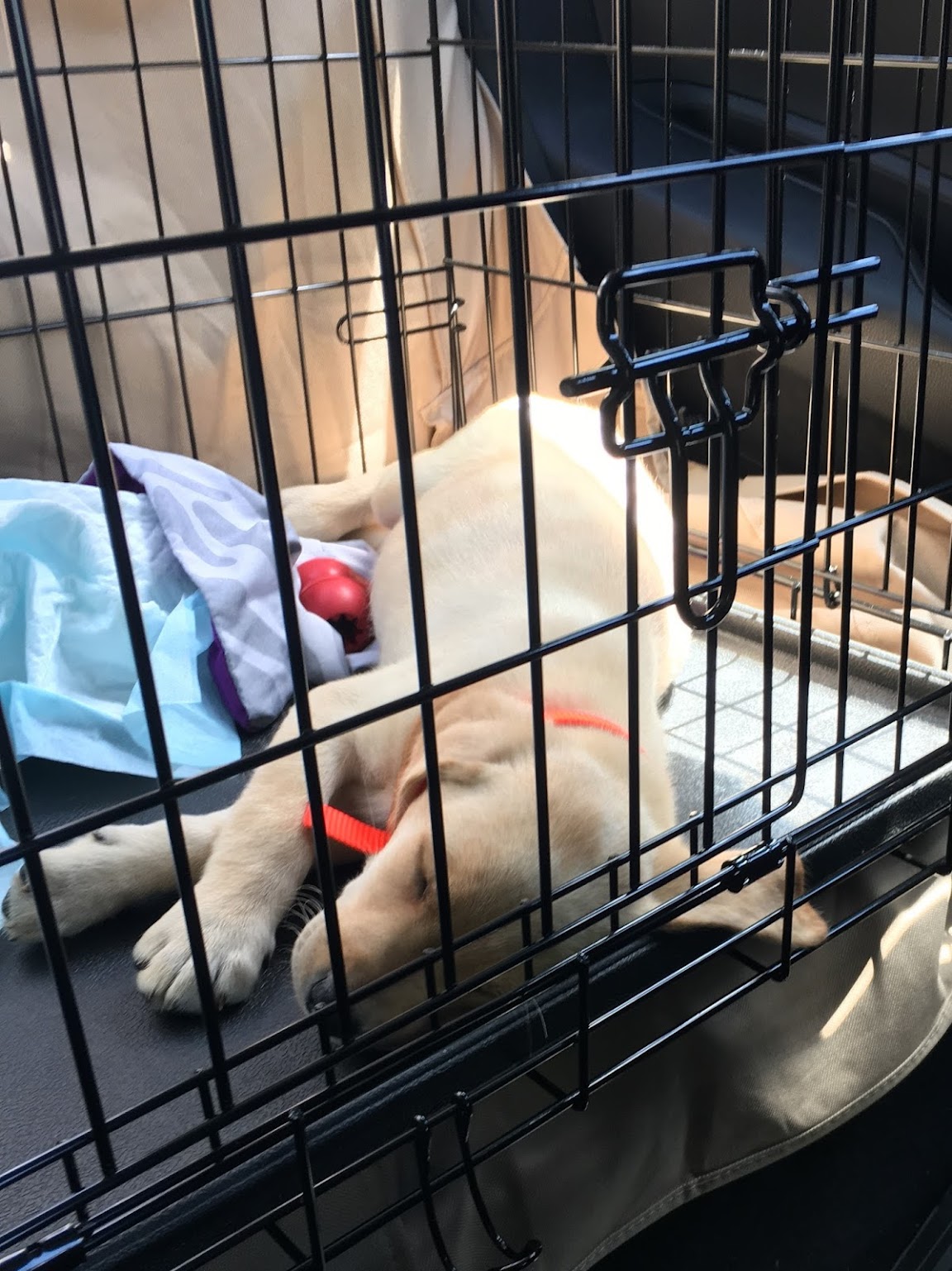 The Labrador Puppy Guide & Training