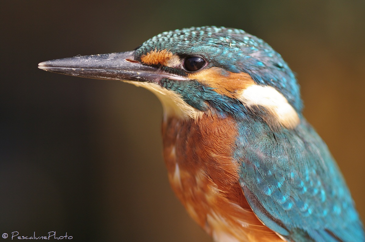 Pescalune Photo: Martin-Pêcheur d’Europe (Alcedo atthis), Common Kingfisher
