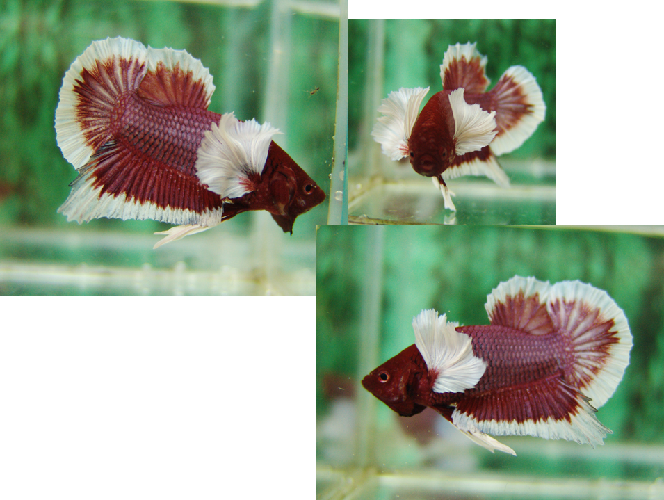 Colombian Bettas: Mitos y Verdades de los Bettas I