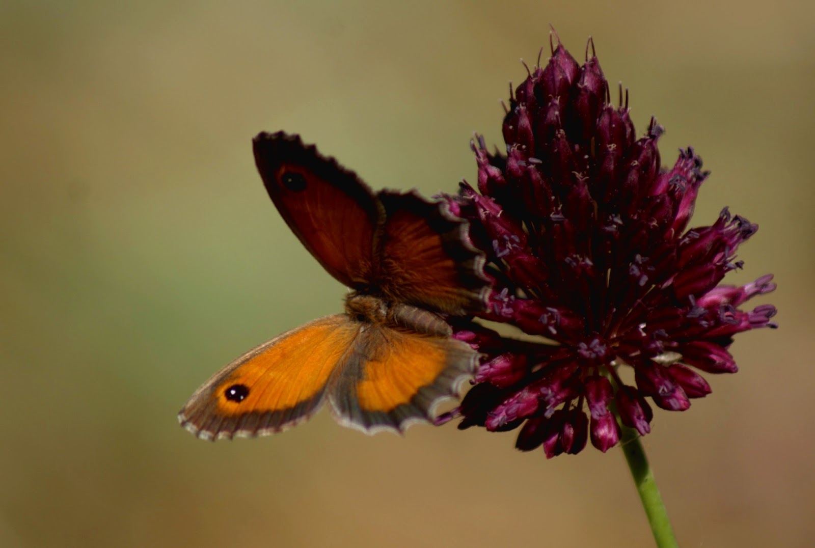Pyronia Cecilia | Fotografía Demetrio Fernández