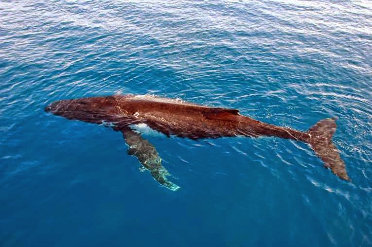 Ballena jorobada o yubarta (Megaptera novaeangliae)