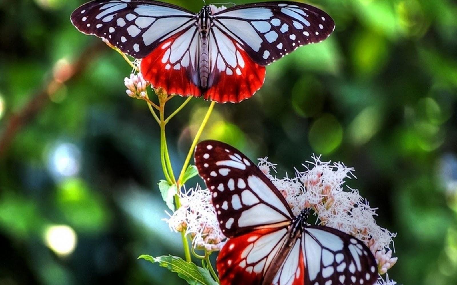 Cute Natural Butterfly Flowers Wallpapers Latest Images Free Download Cute Natural Butterfly Flowers Wallpapers Latest Images Free Download