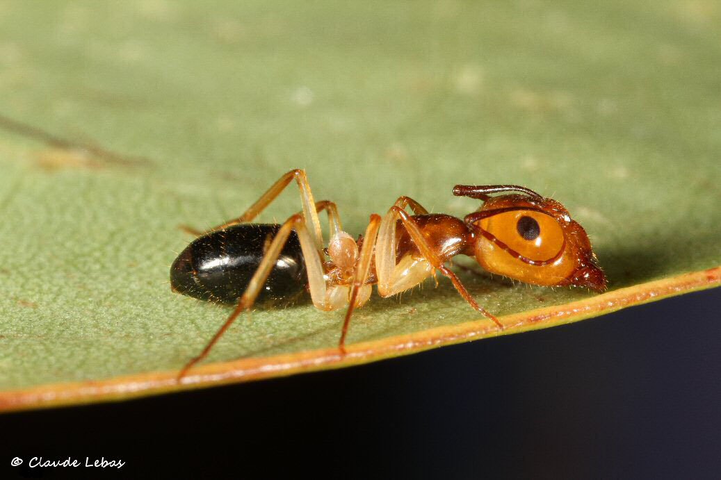 fourmis de Cuba- Hormigas de Cuba- Ants of Cuba: Camponotus bermudezi