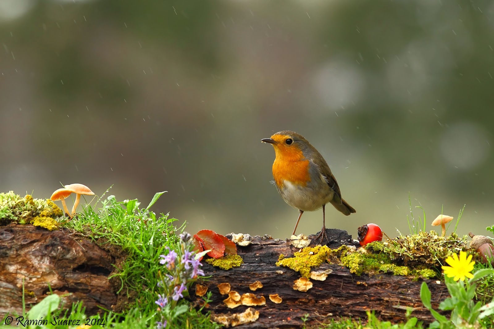 AVES Y ESTRELLAS: Petirrojo europeo (Erithacus rubecula)