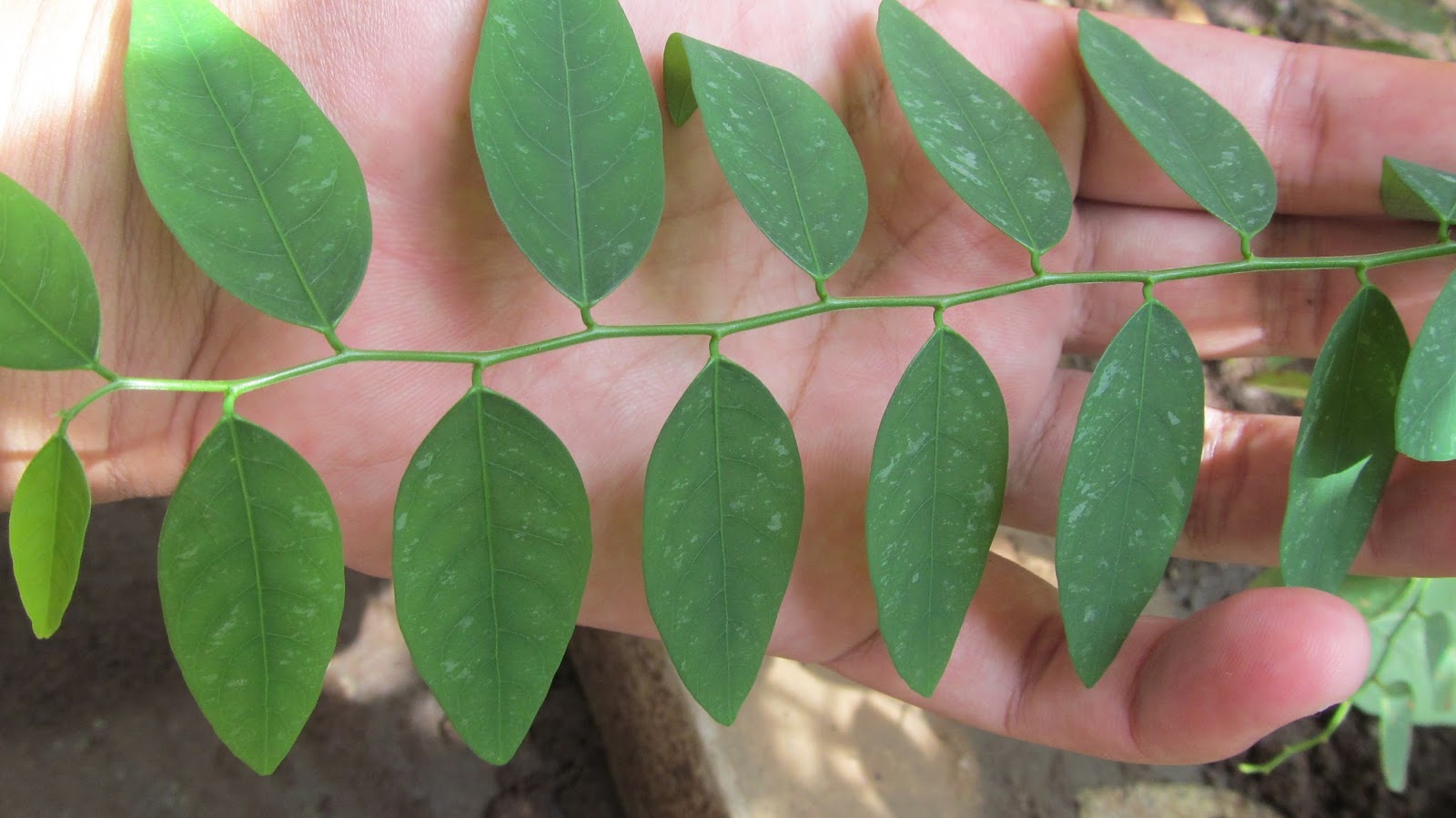 Deskripsi dan Khasiat Daun Katu - LIFE IS A GIFT