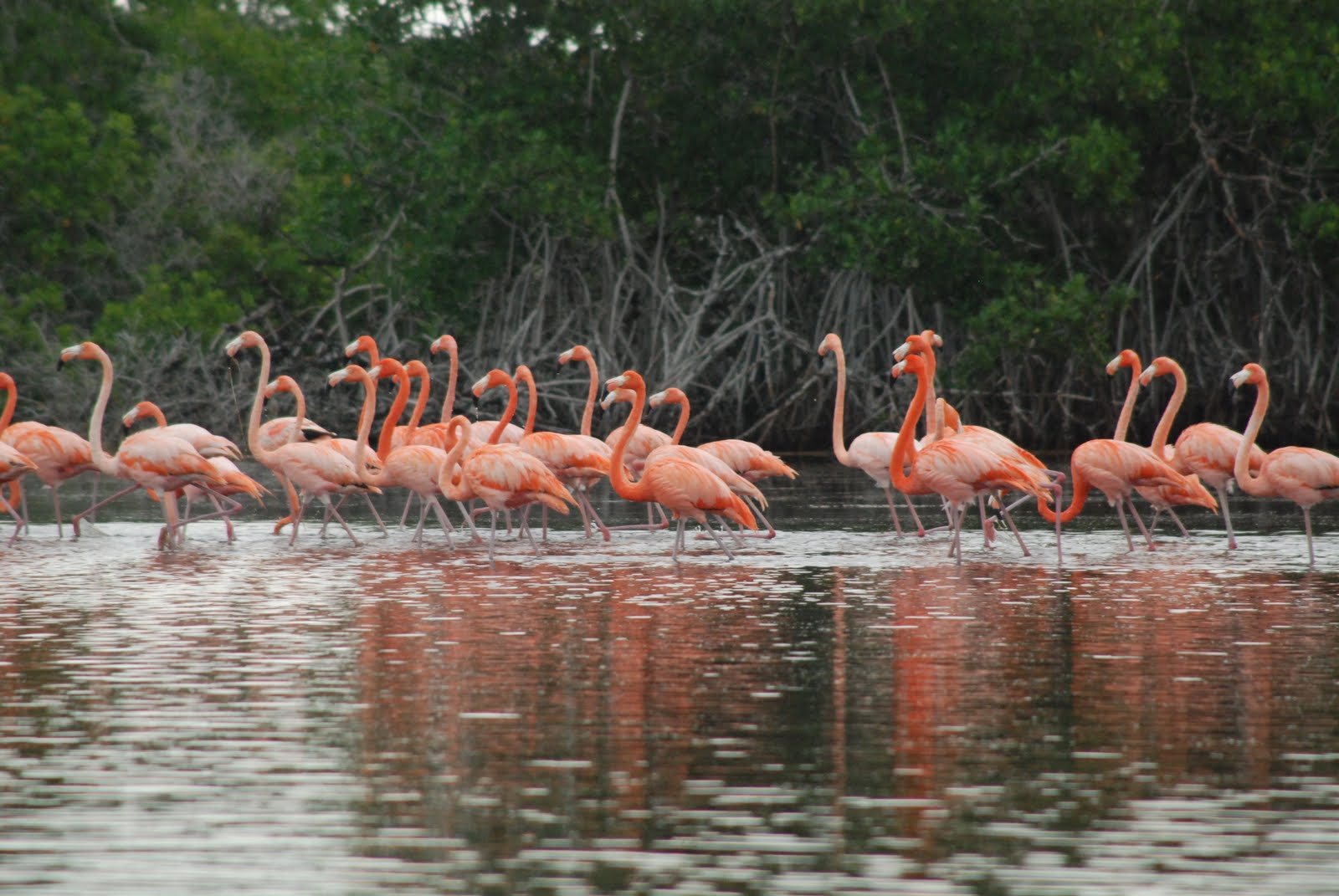 OUTSIDE AGAIN ADVENTURES: FLAMINGOS OF SISAL, MEXICO