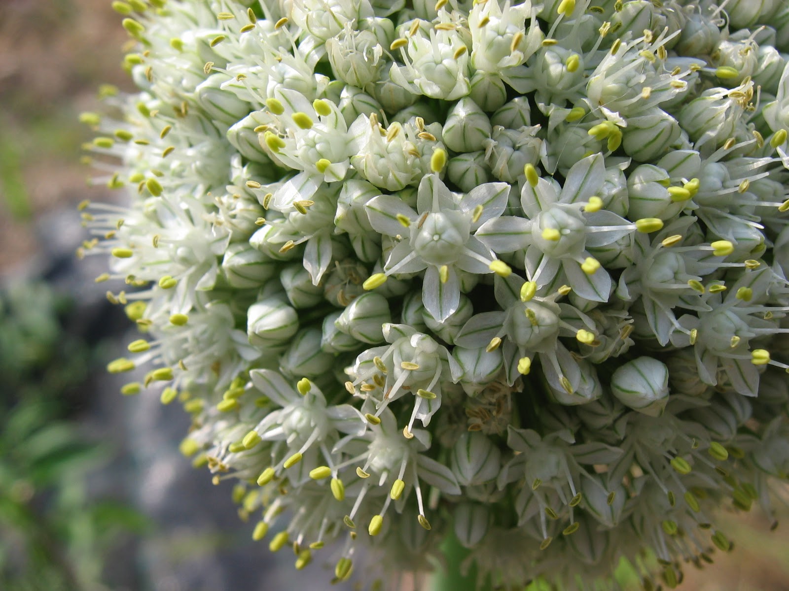 Universo Botánico: Allium cepa L. (Cebolla)