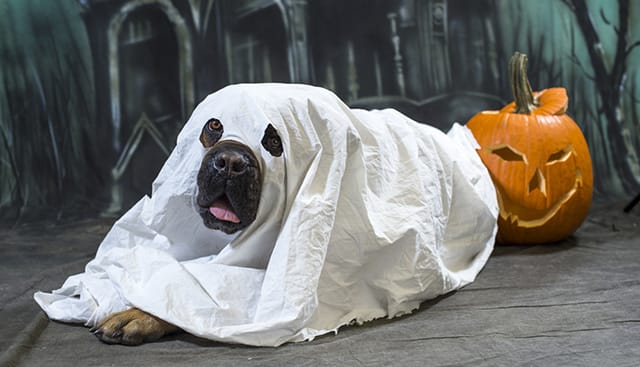 Goosebumps: Reliving the Terror of Youth: #32 The Barking Ghost