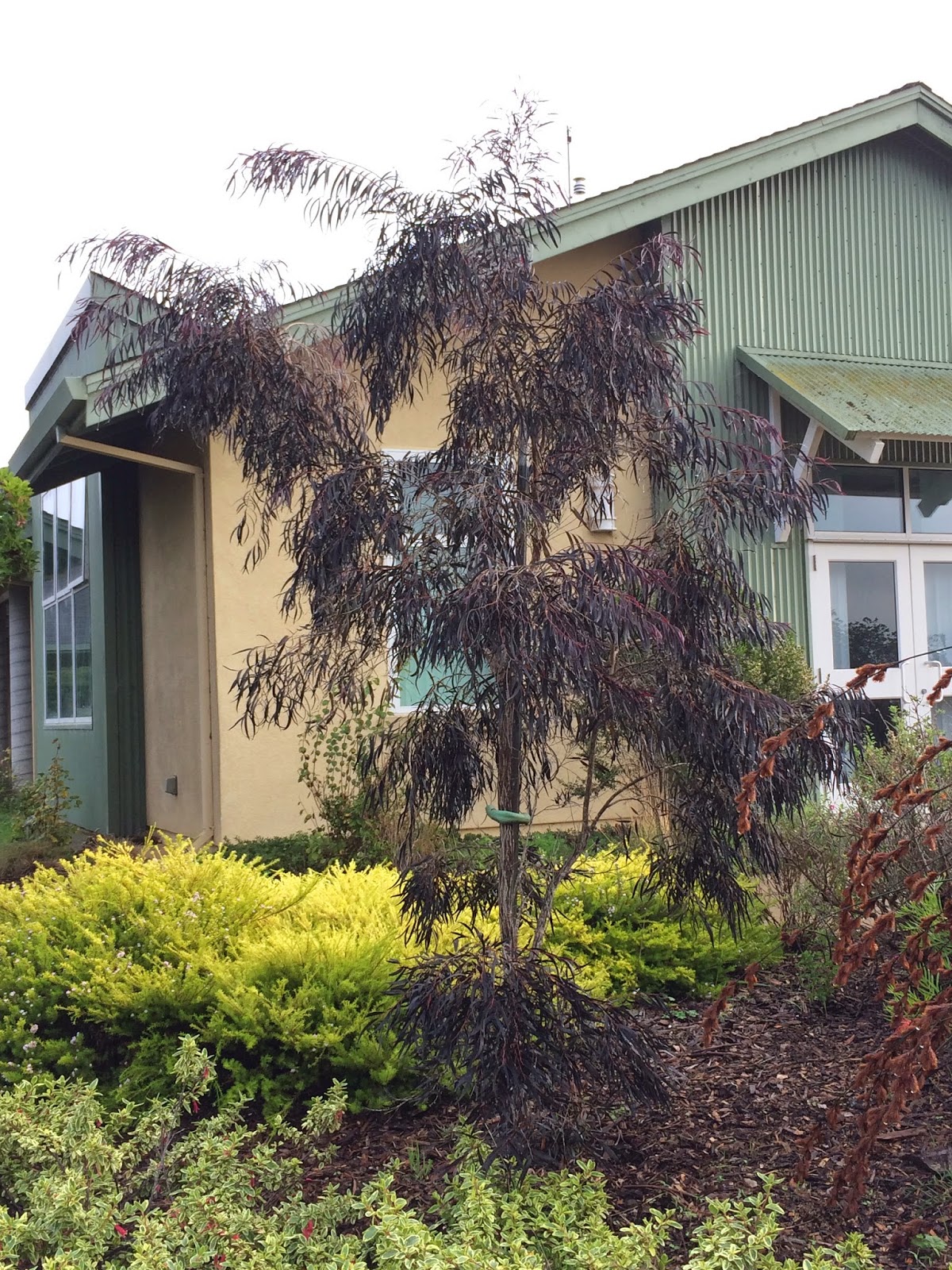 Trees of Santa Cruz County: Agonis flexuosa 'Jervis Bay Afterdark'