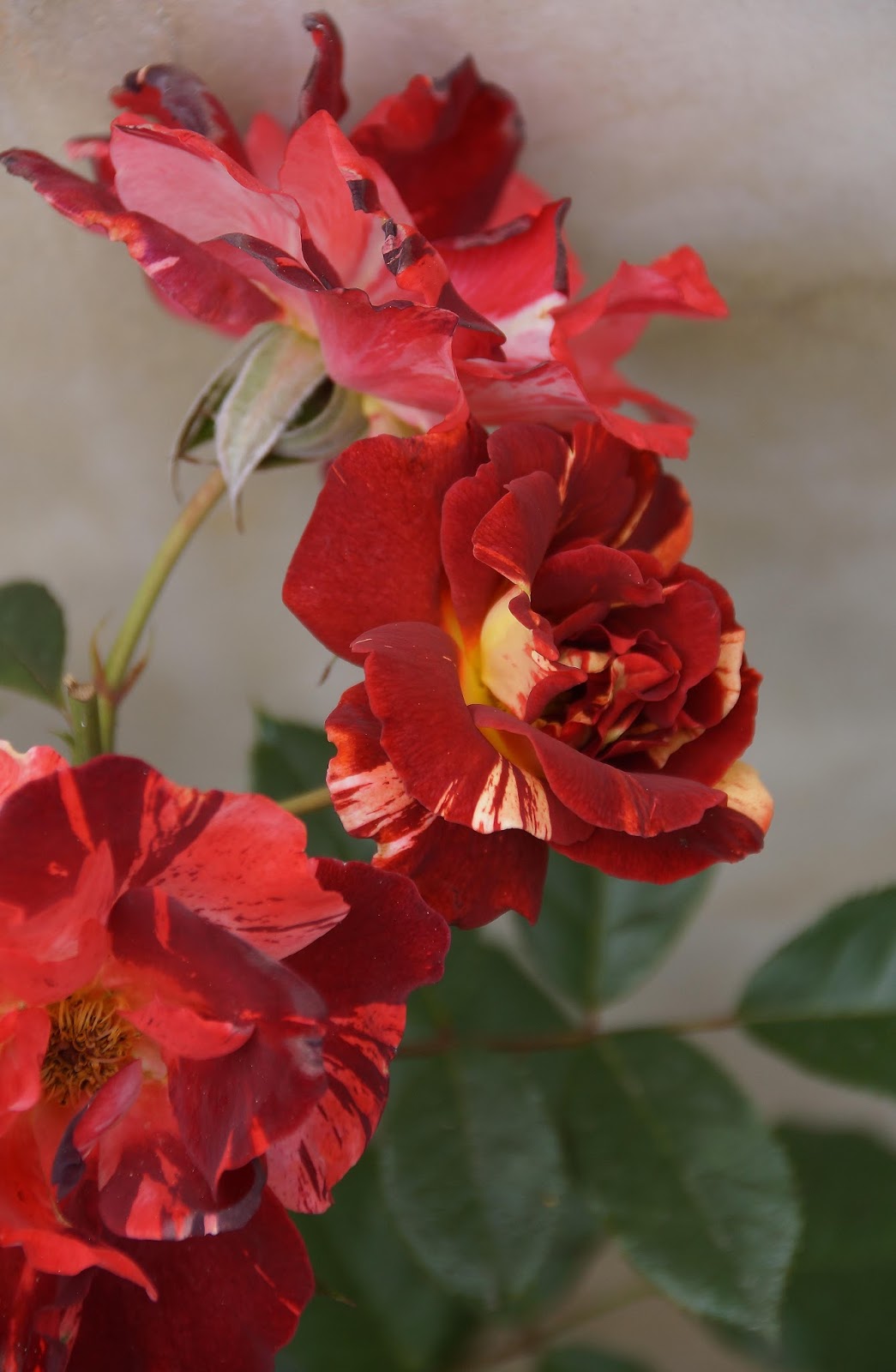 Rose 'Tropical Lightning'