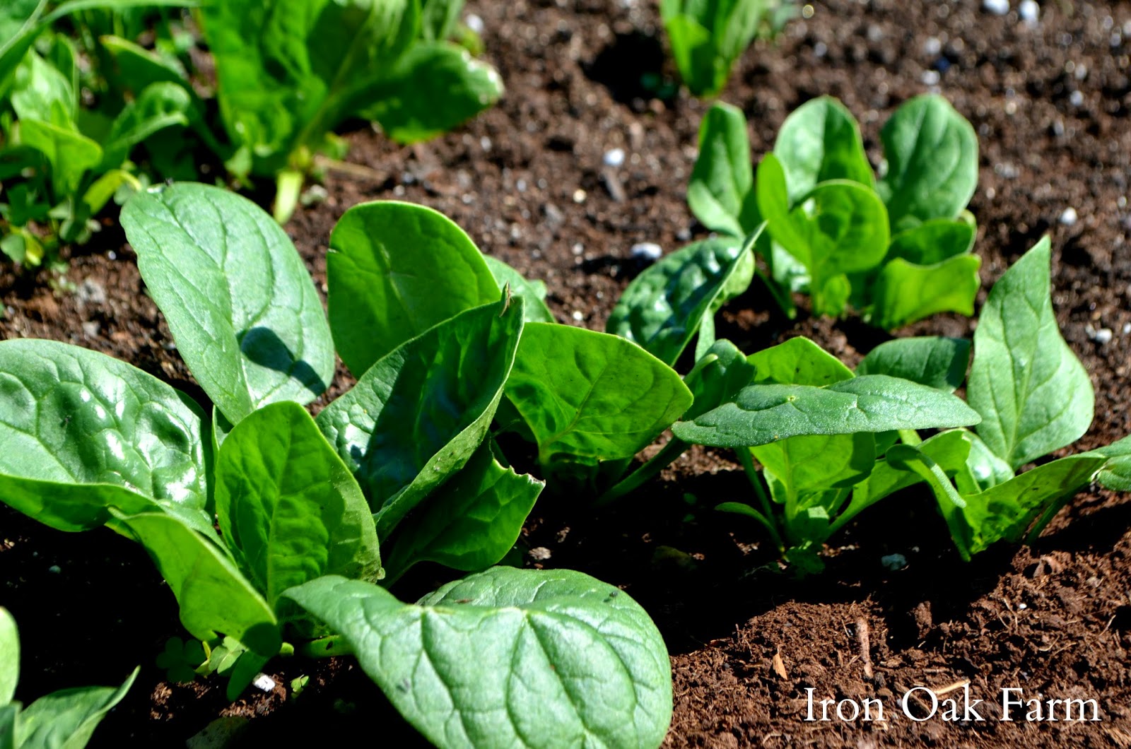 Iron Oak Farm: Spinach: Steaming, Blanching and Freezing