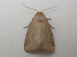 The Cymbeline Lister: Recent Moths