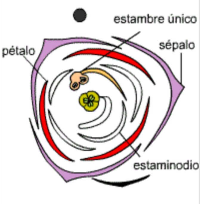 Simetría floral - Botánica integra