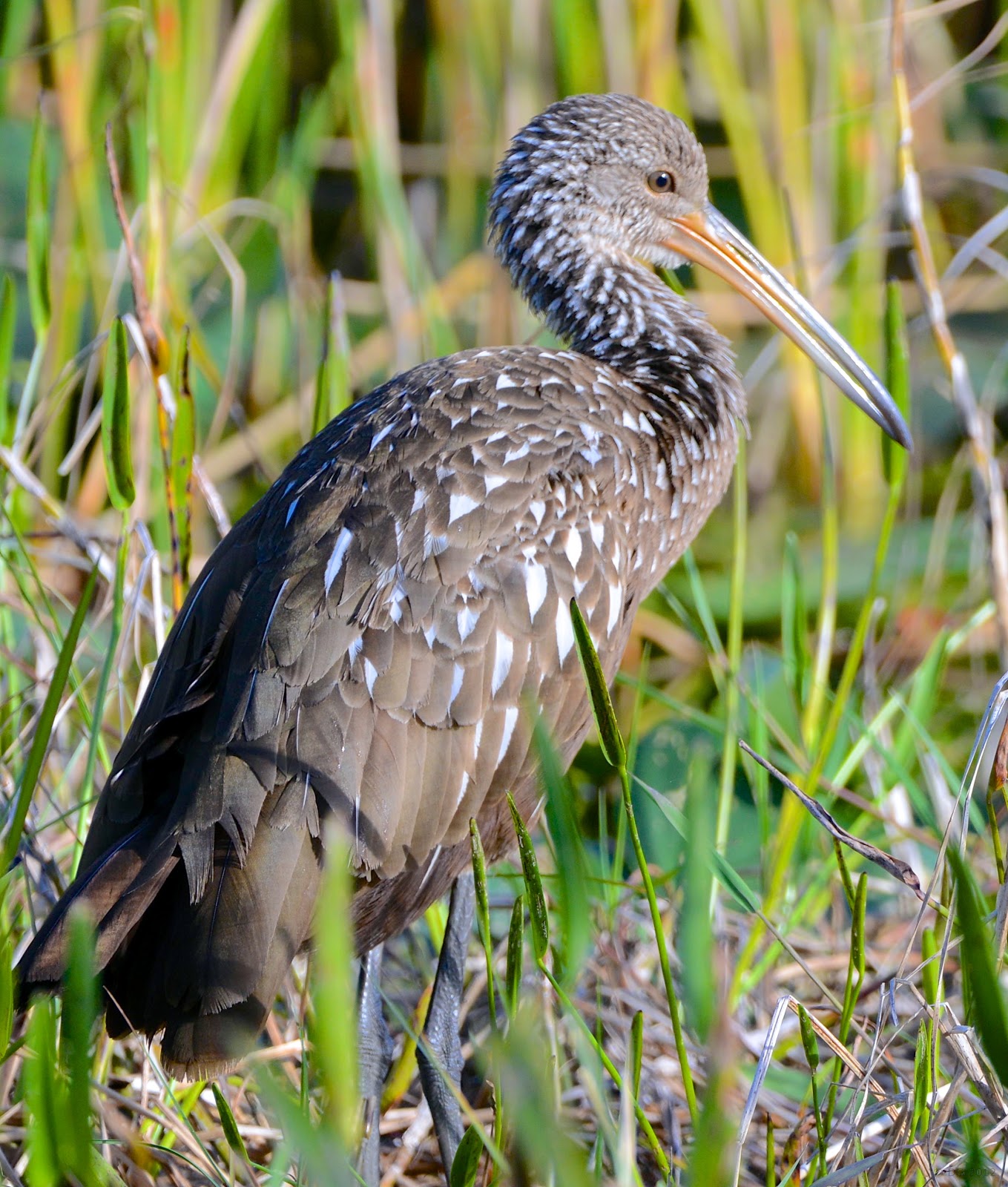 Limpkin