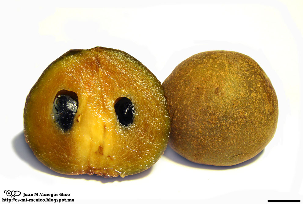 Folklore de México: Chicozapote