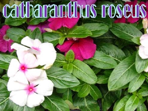 BUNGA-BUNGA LIAR UNGU