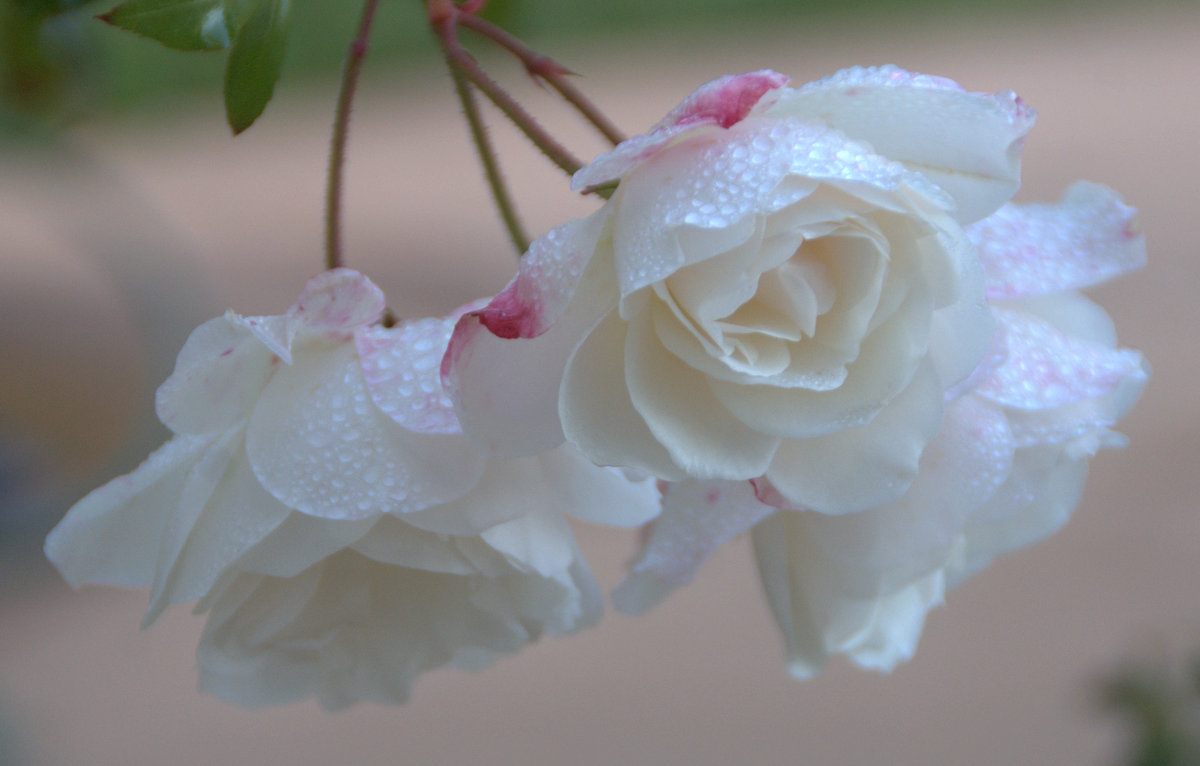 Organic Garden Dreams: January Roses