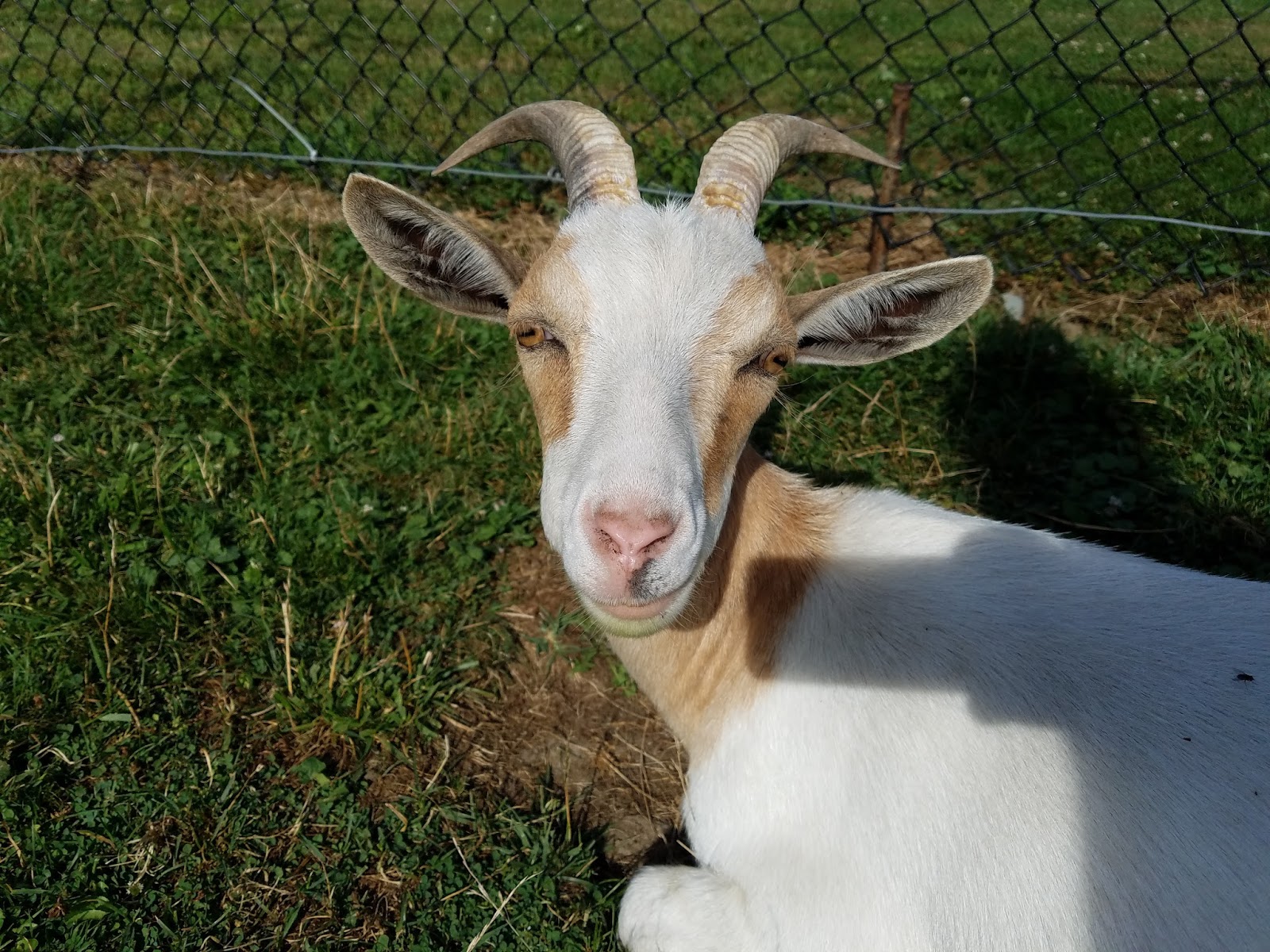 Farming With Cianna: Furry Friend Introductions~ Goats