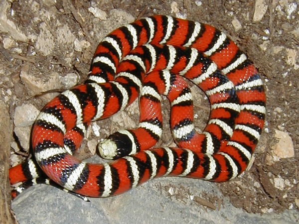 Arizona Mountain Kingsnake