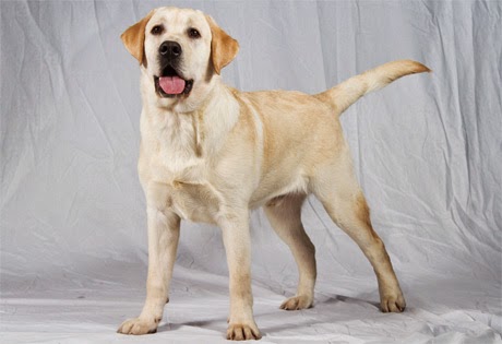 Everything about your Labrador Retriever - Luv My Dogs