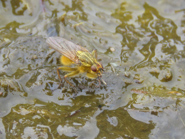 BugBlog: Yellow dung fly