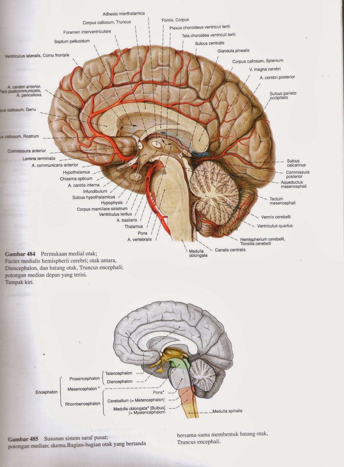 ASUHAN KEPERAWATAN LENGKAP: KETERANGAN LENGKAP STRUKTUR OTAK