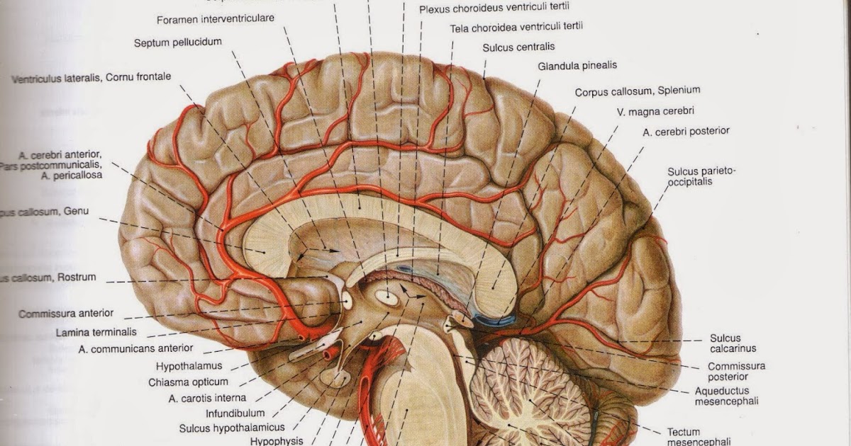 ASUHAN KEPERAWATAN LENGKAP: KETERANGAN LENGKAP STRUKTUR OTAK