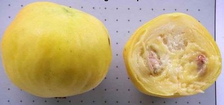 FRUTAS TIPICAS DE TUMACO: araza