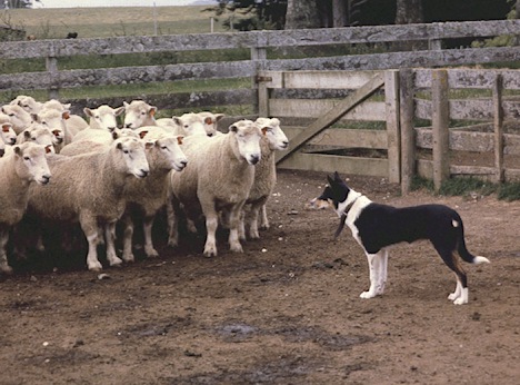 Woolshed 1: Farm working Dogs in New Zealand. 4. Basic Training.