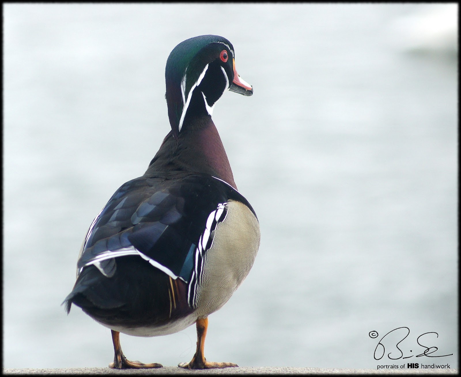 portraits of HIS handiwork: What Would a Wood Duck do if a Wood Duck ...