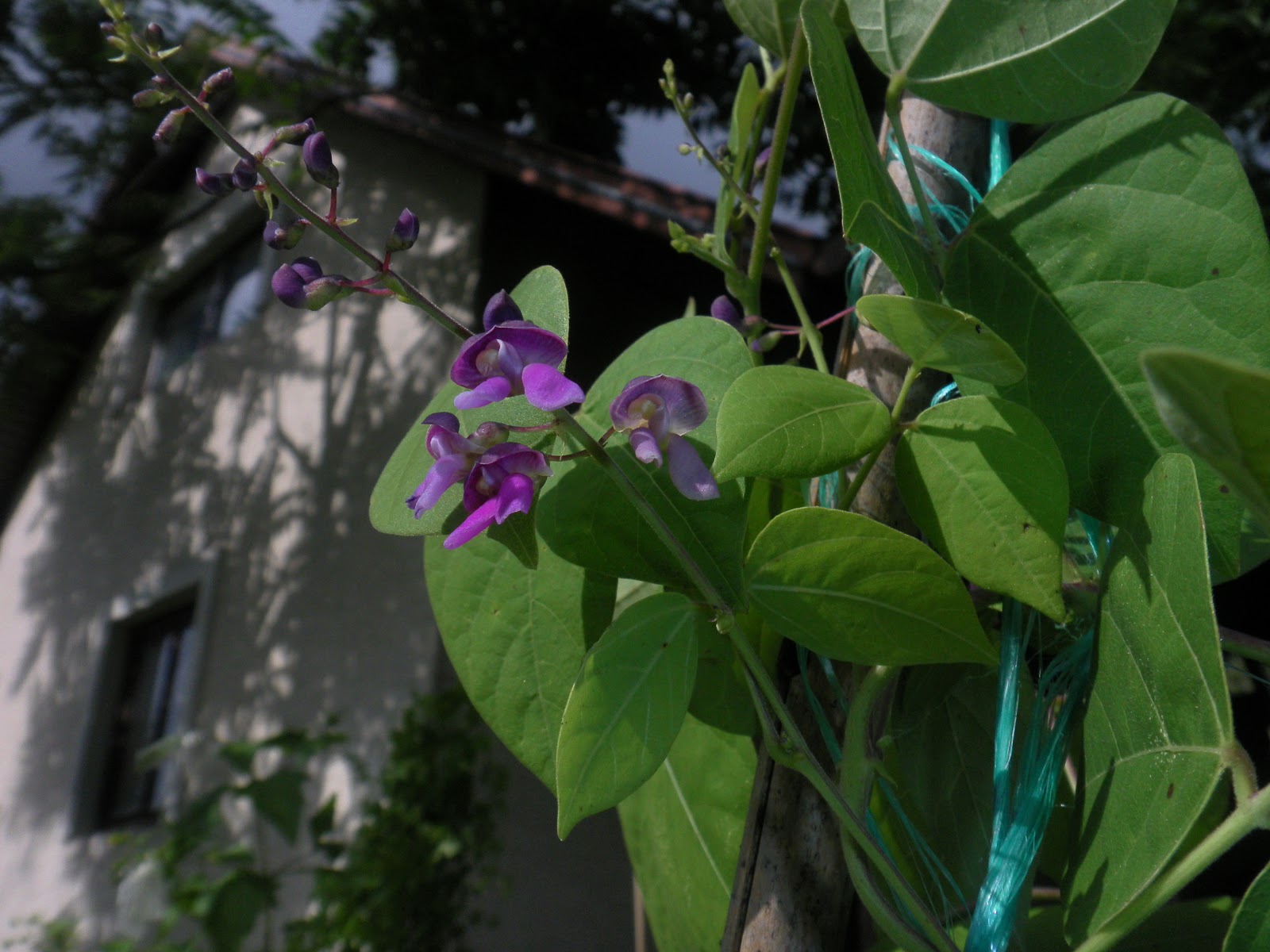 Scirpidiella's Plants: Wild Perennial Hardy Bean (Phaseolus polystachios)