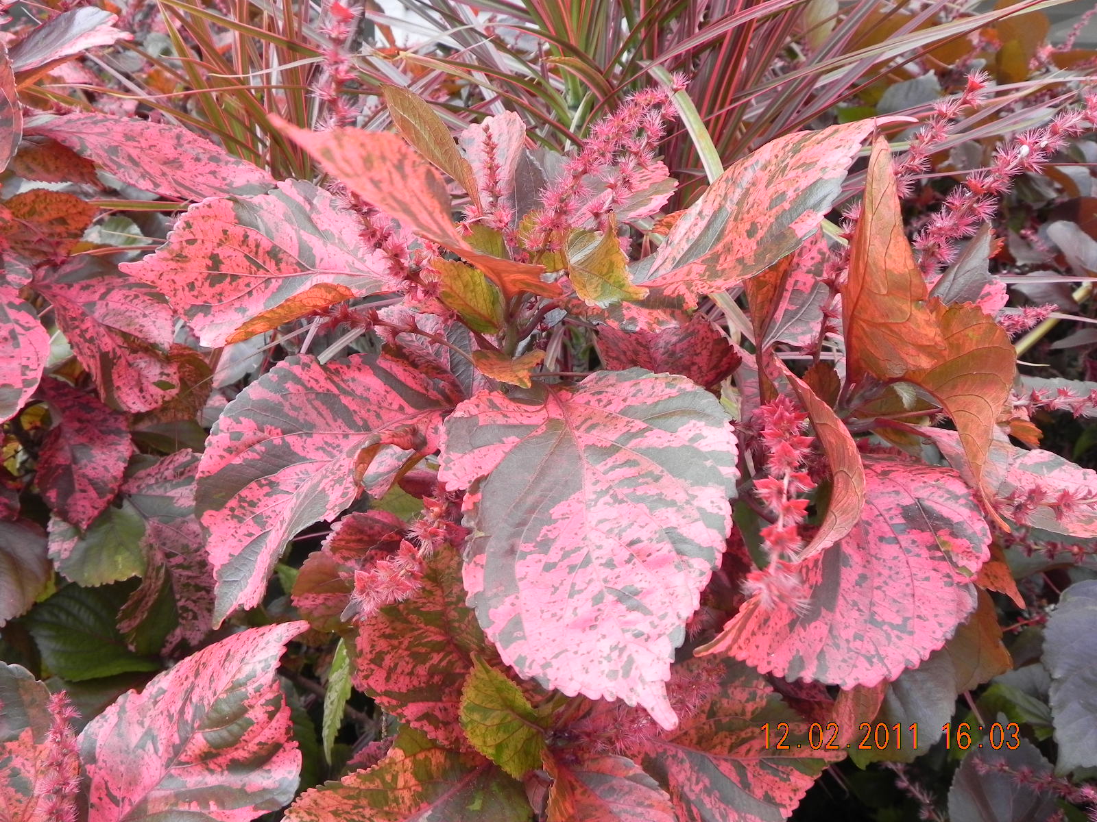 my G@Rdening frenzY: ACALYPHA WILKESIANA