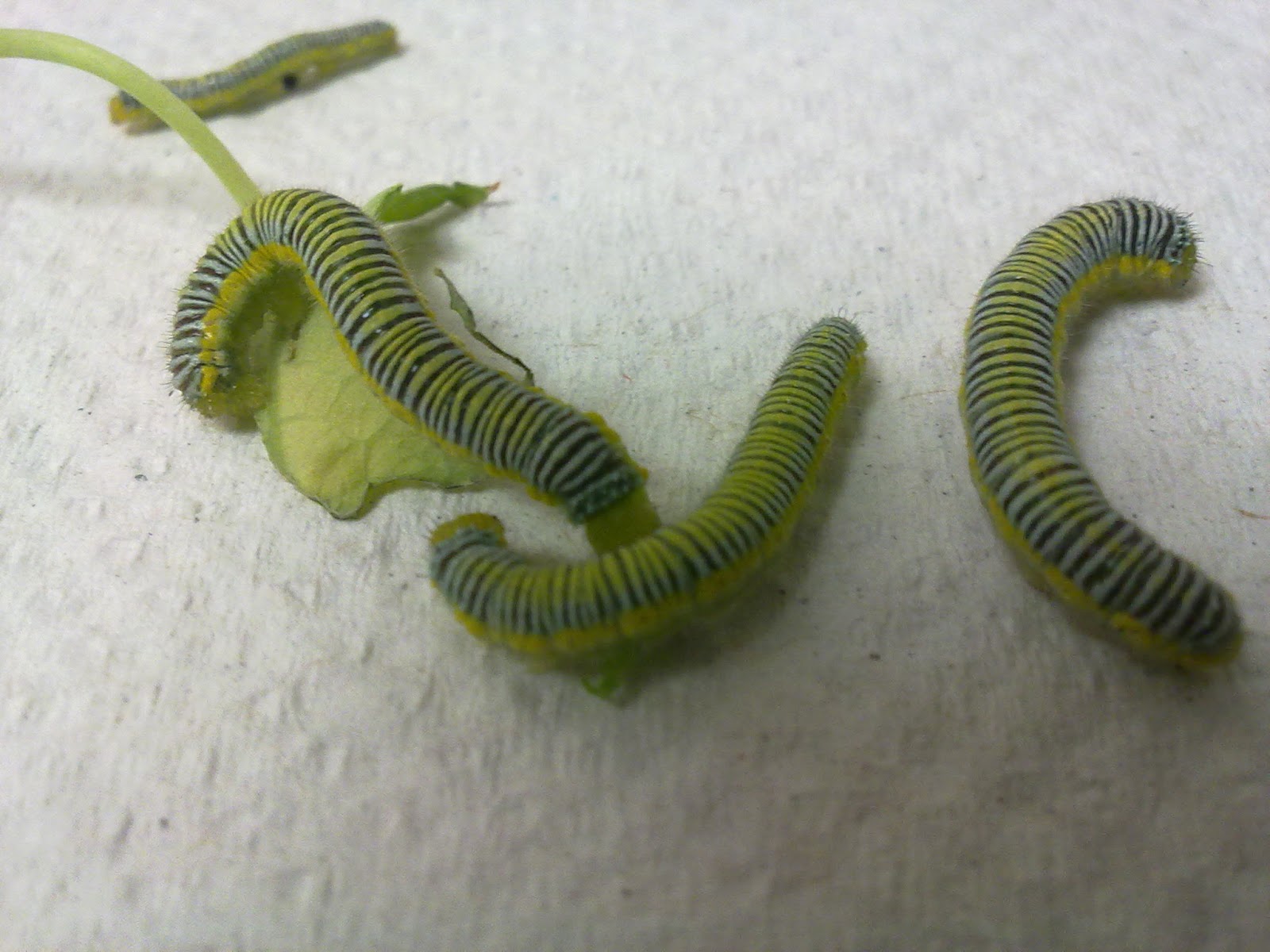 * Leptophobia aripa Boisduval de 1836: Anexos