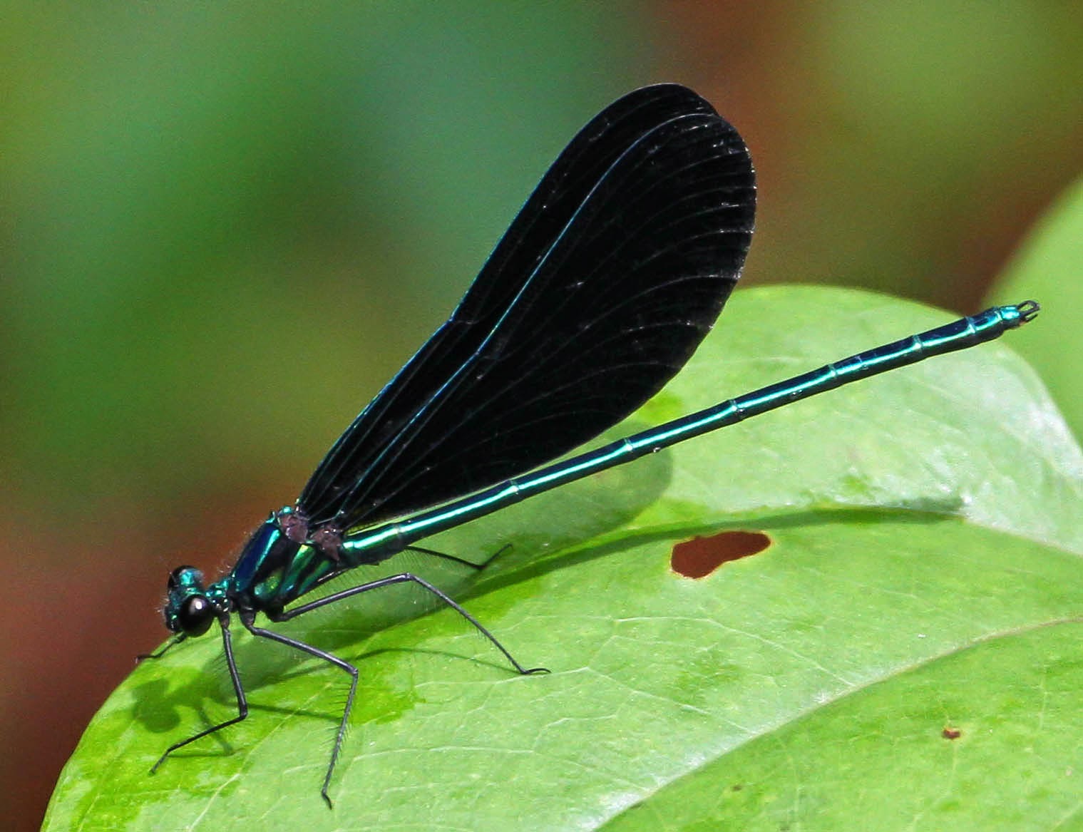 On the Wing: Virginia Purple Gallinule, Anhingas and Dragonflies
