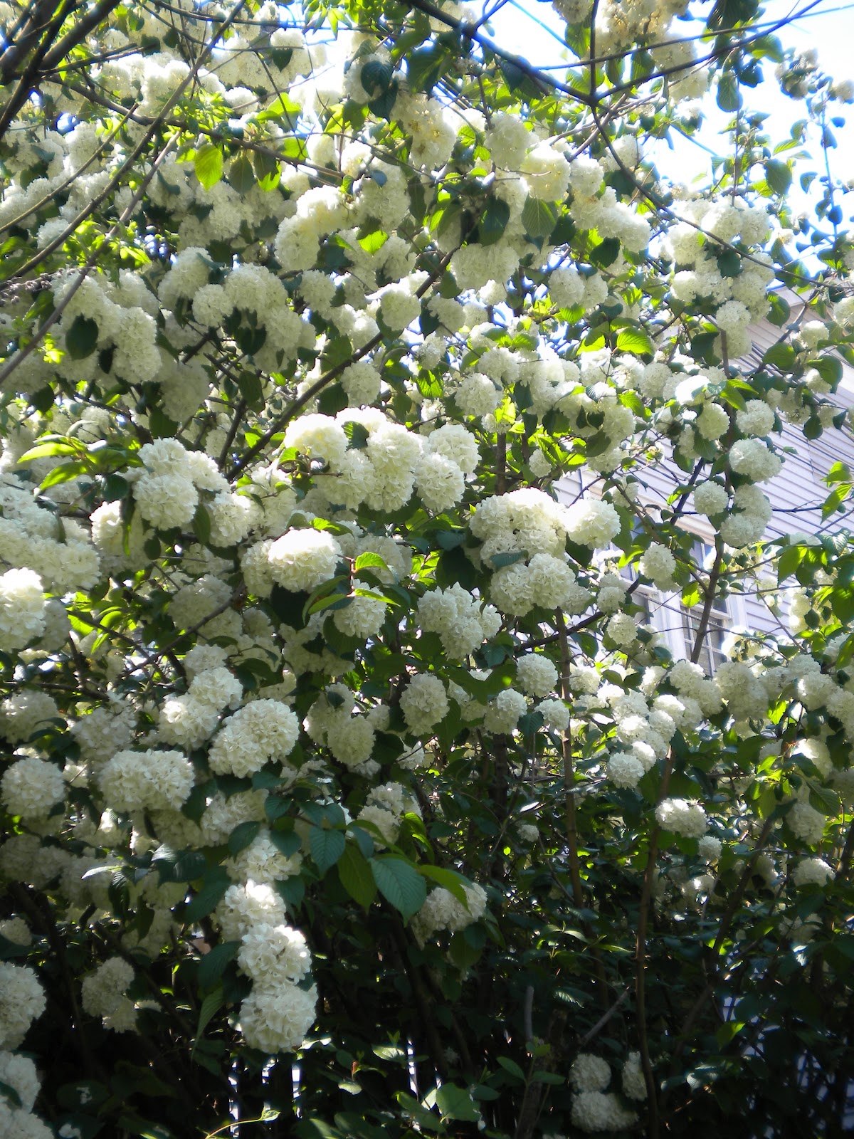 Rosemary's Sampler: Viburnum - Snow Ball Bush