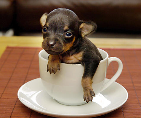 23 Adorable baby animals in cups | Amazing Creatures