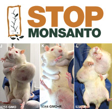 the Art of 12: MON$ANTO | GMO$ | Oregon$tate | GENETICALLY MODIFIED ...