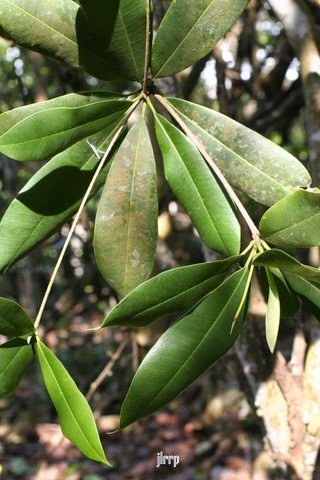 Flora de Puerto Rico Ilustrada Papo Vives: SAPOTACEAE MANILKARA PLEEANA ...