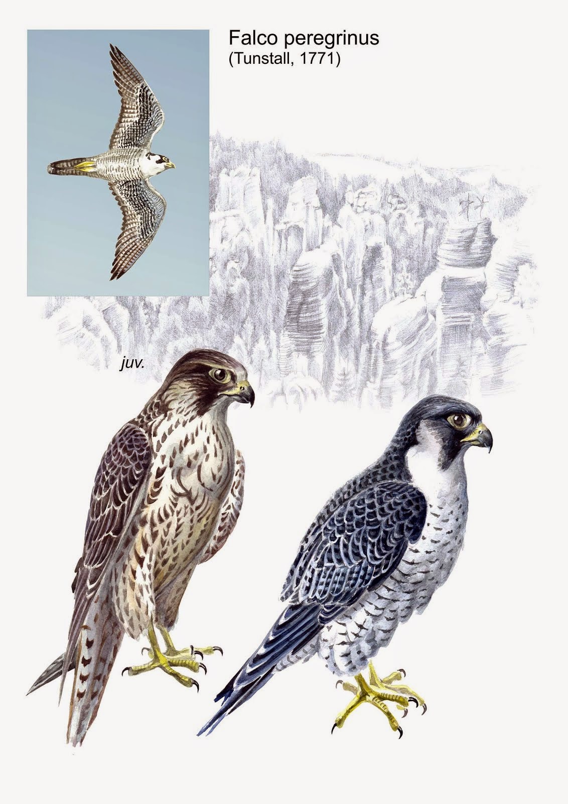 Falco peregrinus - Alexander Genov