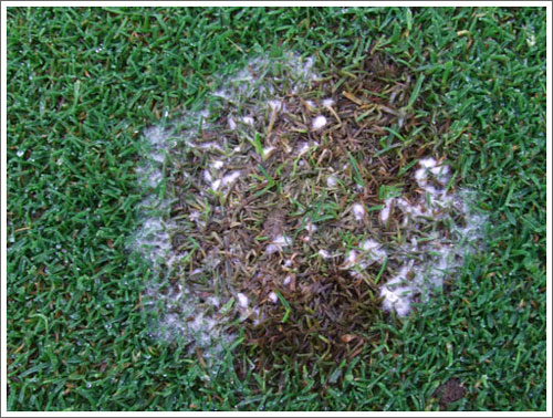 Fusarium patch disease ~ Lawn and Turf Care