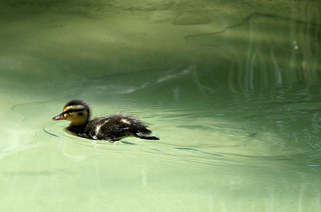 The Ducklings of Spring | The Ark In Space
