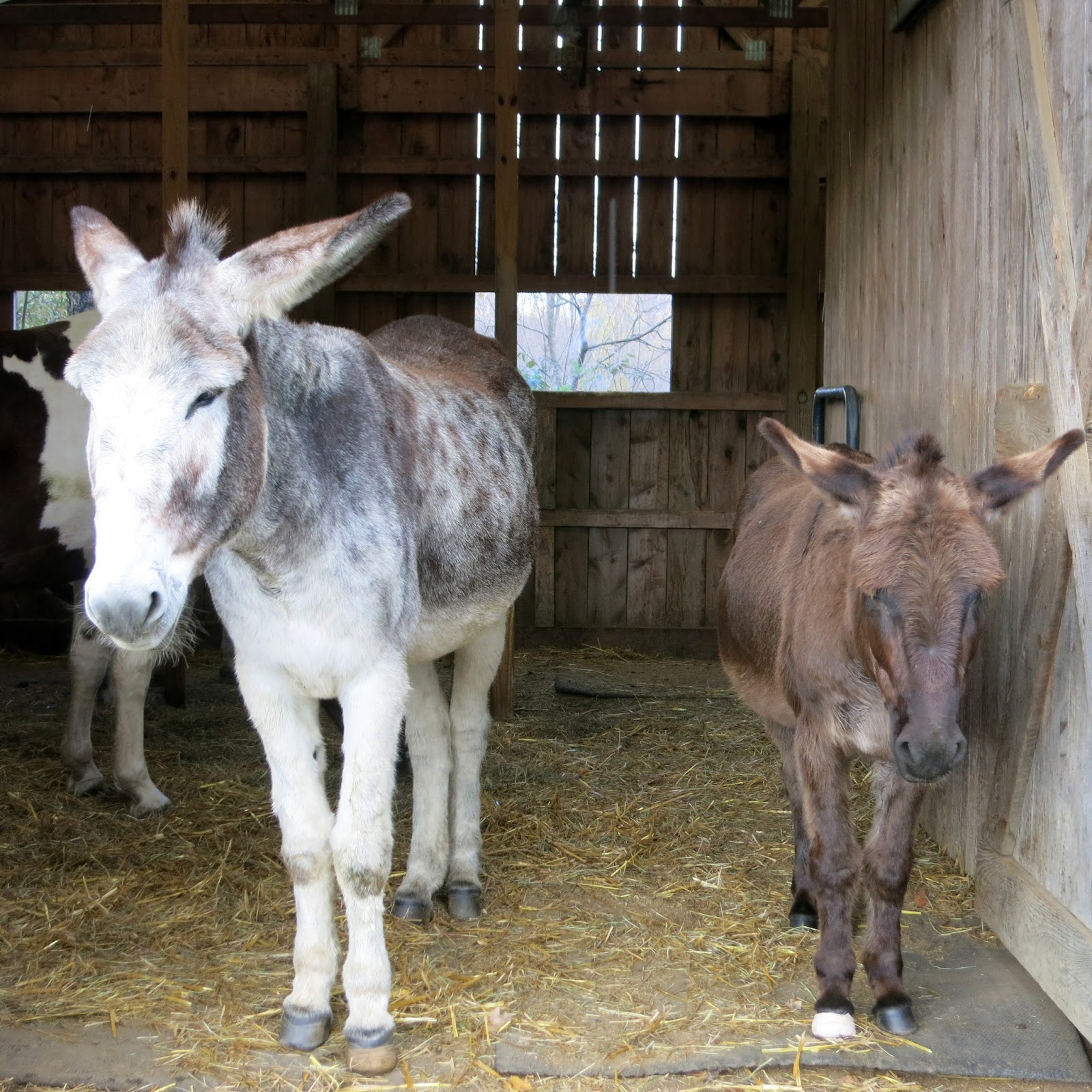 The Dancing Donkey: The Boys