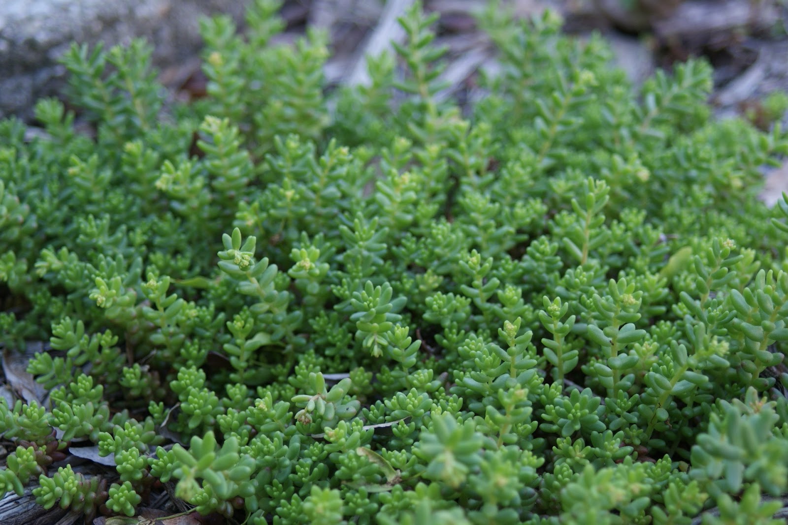 Visit My Garden: Sun Perennials