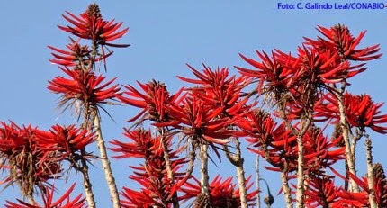 Ecosistemas Urbanos Sostenibles: Los árboles del DF