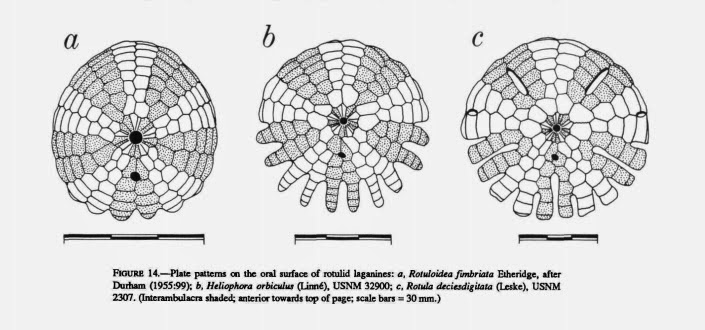 The Echinoblog: The Rotulidae: Strangest of the Sand Dollars