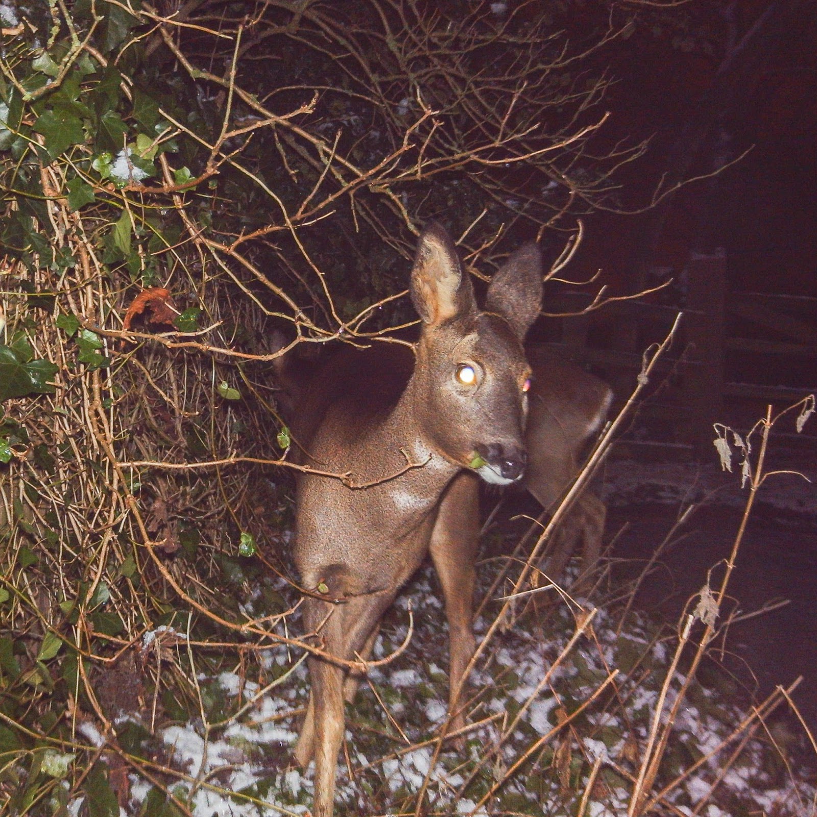 TrogTrogBlog: Night-time trail camera - Roe deer