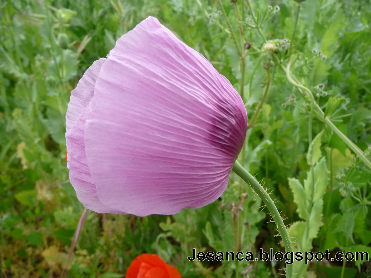 JESANCA: La adormidera o " planta del opio
