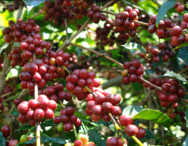 Jenis-Jenis dan Macam-Macam Kopi - Kopi-Sachet | Aneka Kopi Sachet dan ...